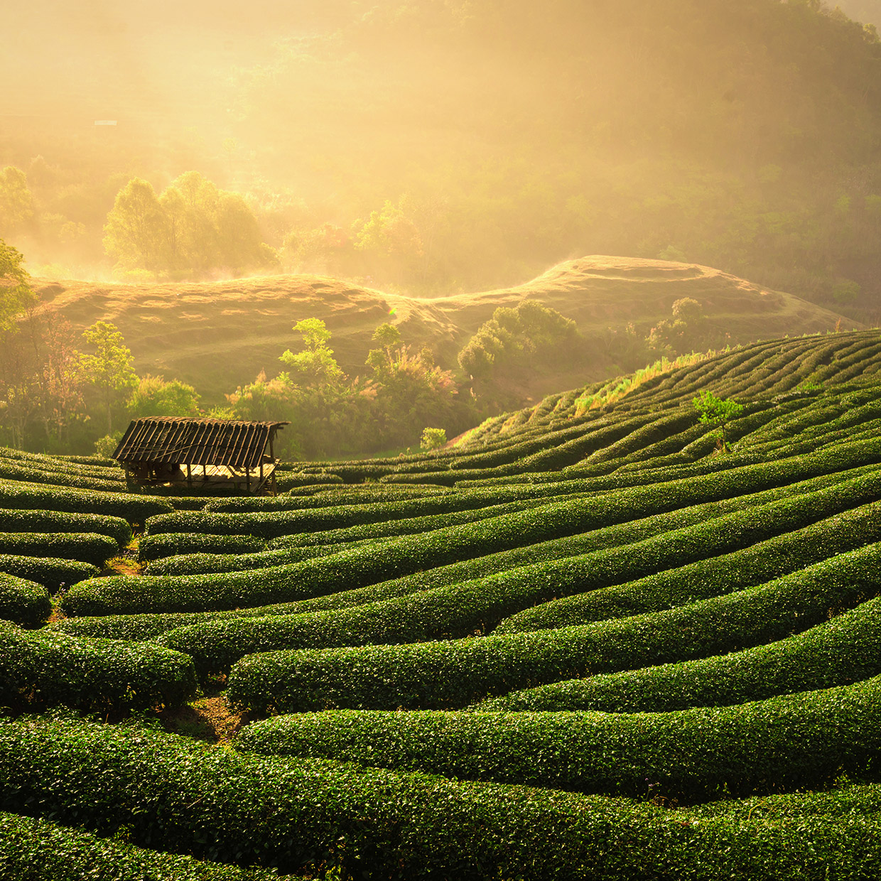 Indena | Greenselect® Indena Phytosome™