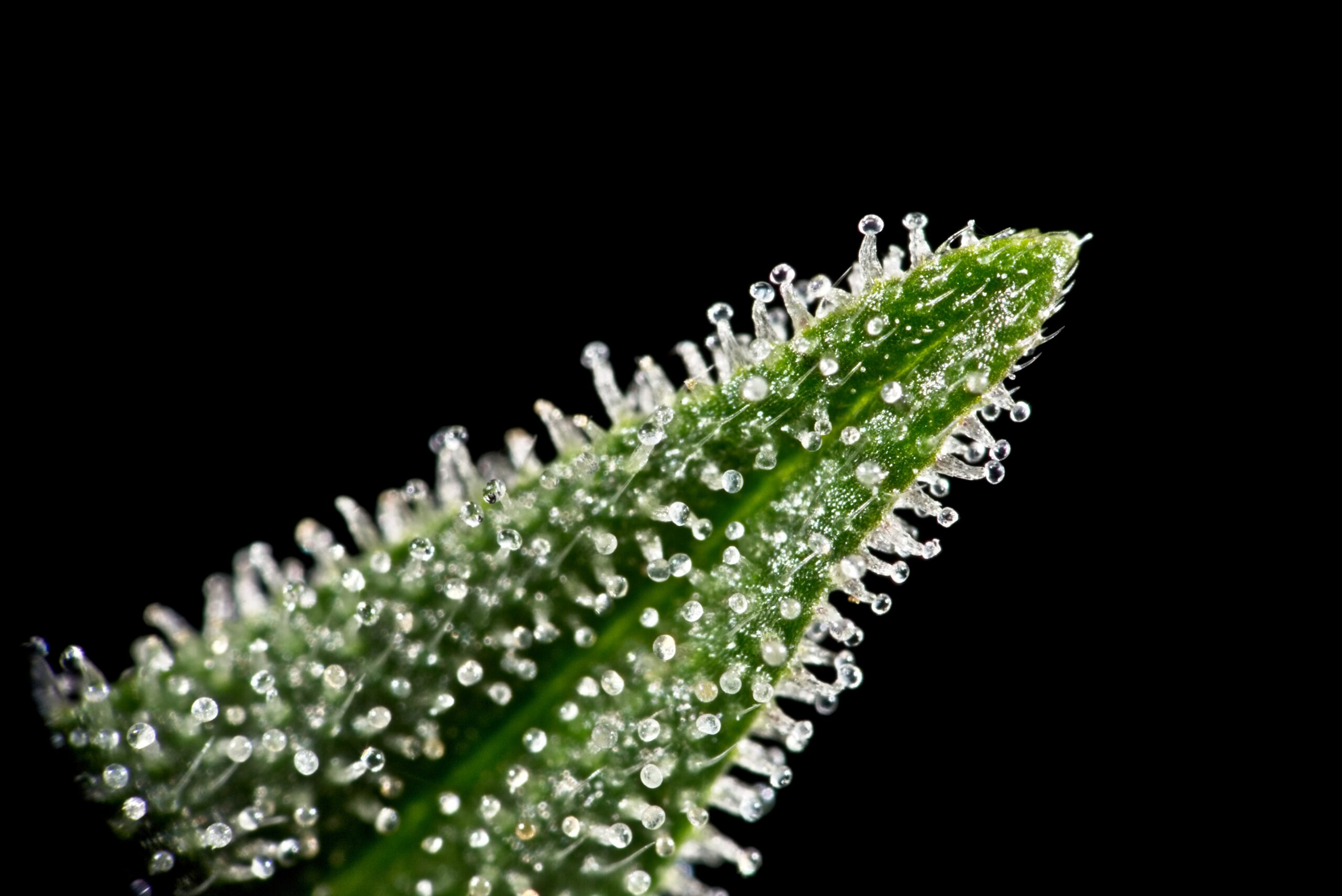 Indena | Cannabidiol (CBD)